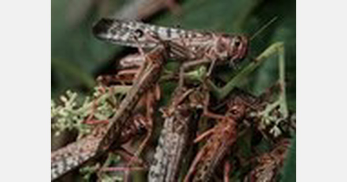 Steps necessary to fight locusts across large parts of South Africa