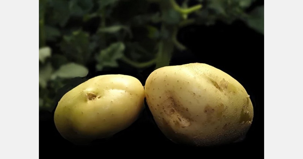 Potato genome decoded