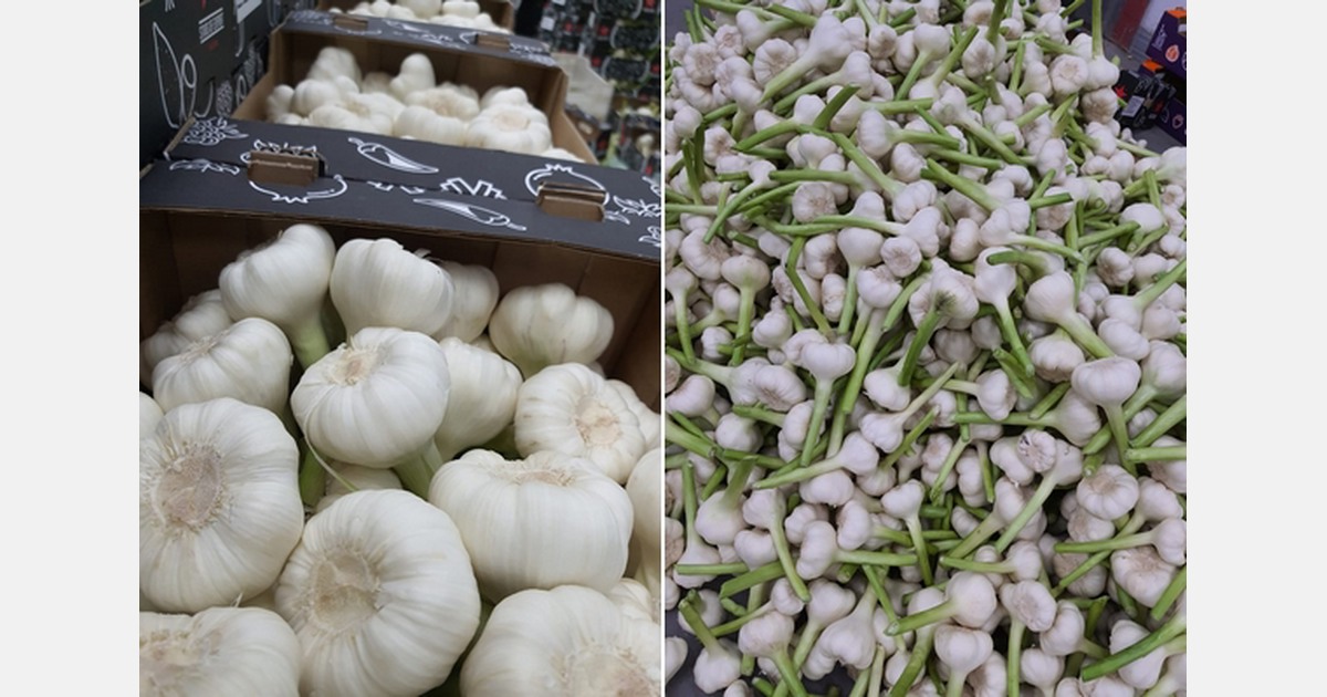 Strong demand at start of Egyptian garlic season