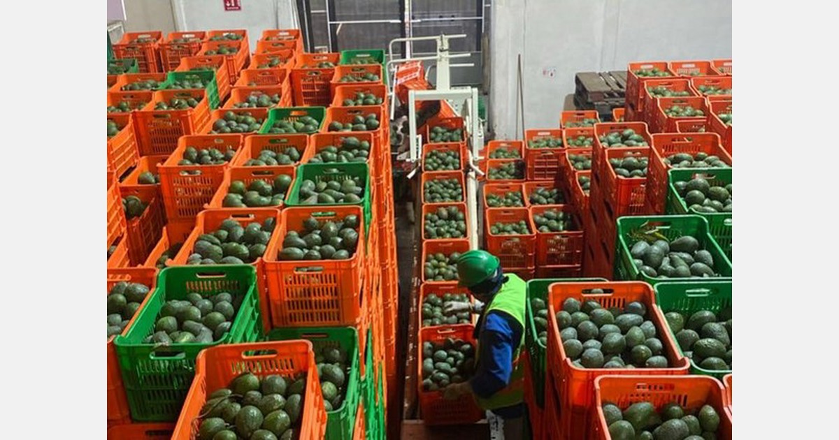 What lies ahead for avocado supplies in the U.S.?