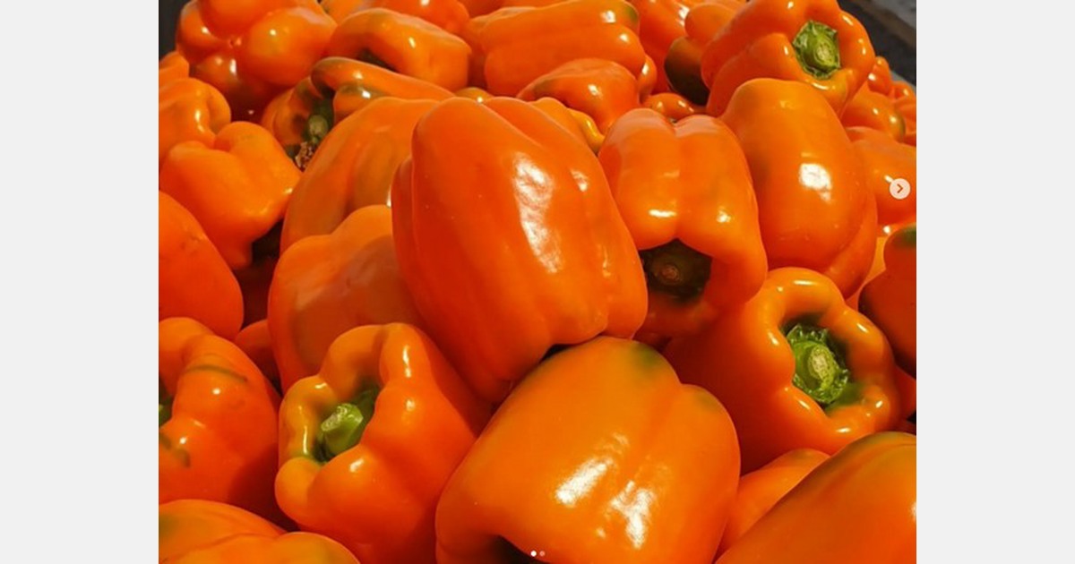 South Australian capsicum grower producing orange variety for ...