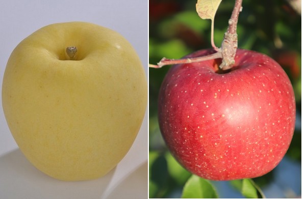 New Japanese Sugar Ringo apples sell out in Canada