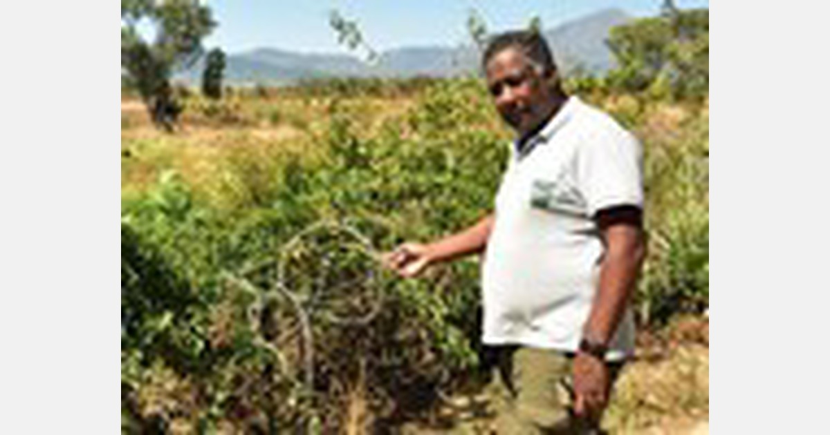 Fruit theft is endangering South African fruit industry