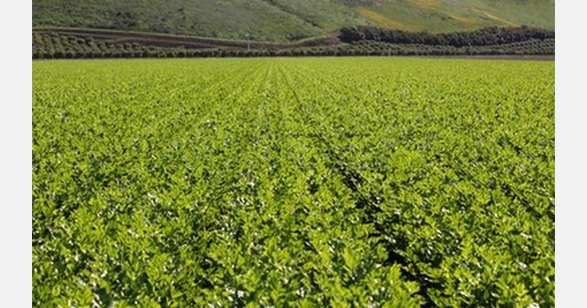 Higher celery pricing likely to stay for the near future