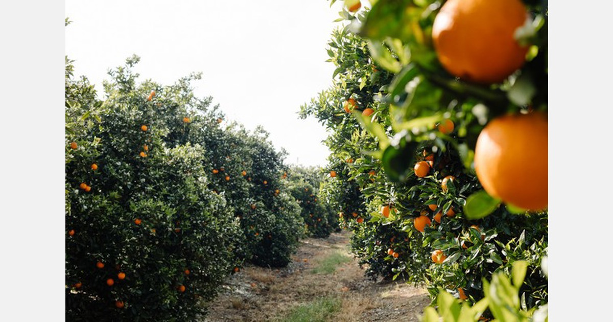 AM Fresh Group is positioned to sell direct to retail in France, Italy ...