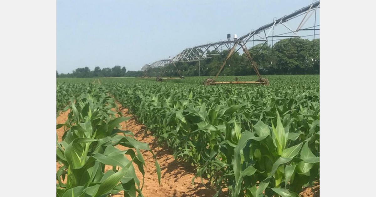 Later start expected for Georgia corn season