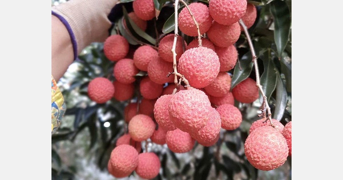 Australian lychee harvest season ended just before the nasty East Coast ...