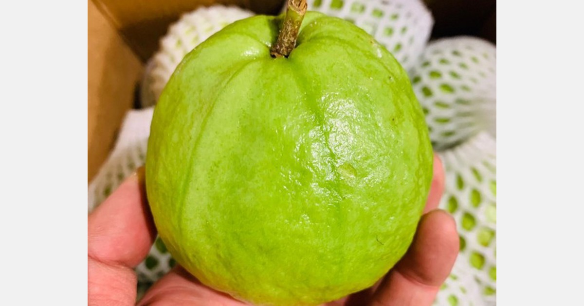 Florida acreage up on guava varieties