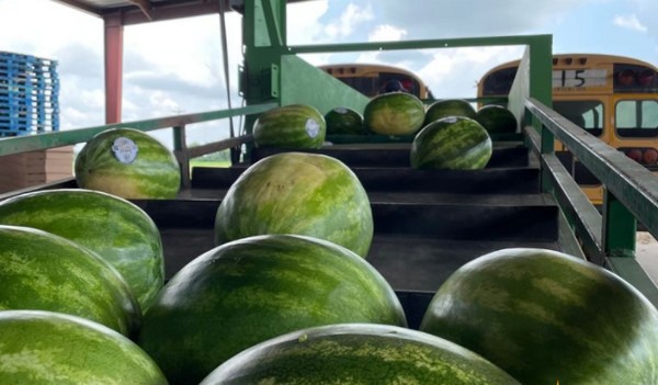 Pricing comes down again as watermelon supplies come up