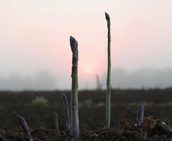 “Every year we grow a bit more asparagus"