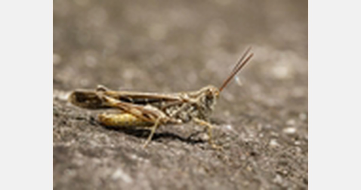 Worst locust infestation in 25 years hits Eastern Cape