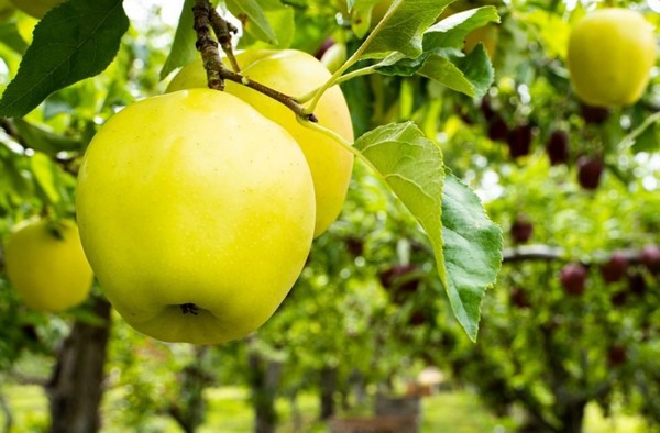 The impact of logistics on apple exports