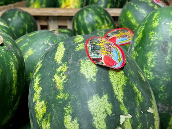 Moroccan watermelons selling briskly in Sweden