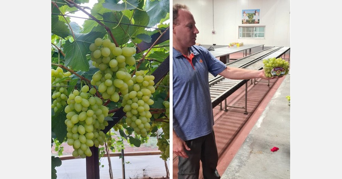 Early ARRA varieties kick off Israeli table grape season