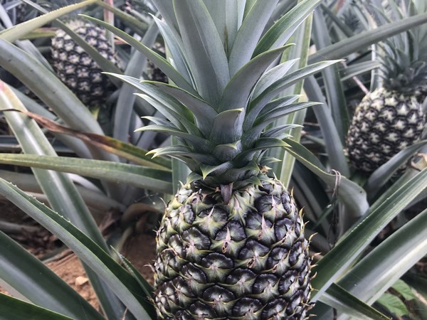 Dominican Republic pineapples selling well in Europe