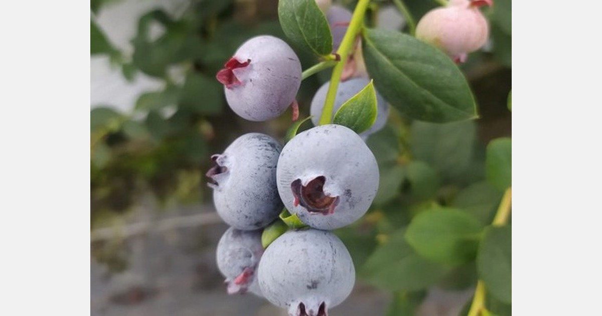 Steady supplies still of Mexican blueberries