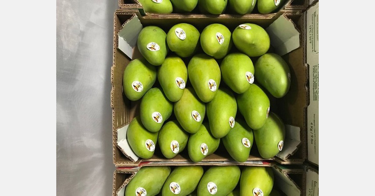 Mexican mango regions about to switch over