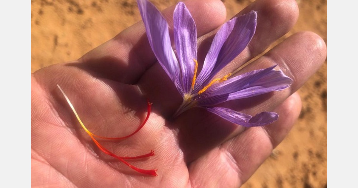“Pure South African saffron deserves to be better known”