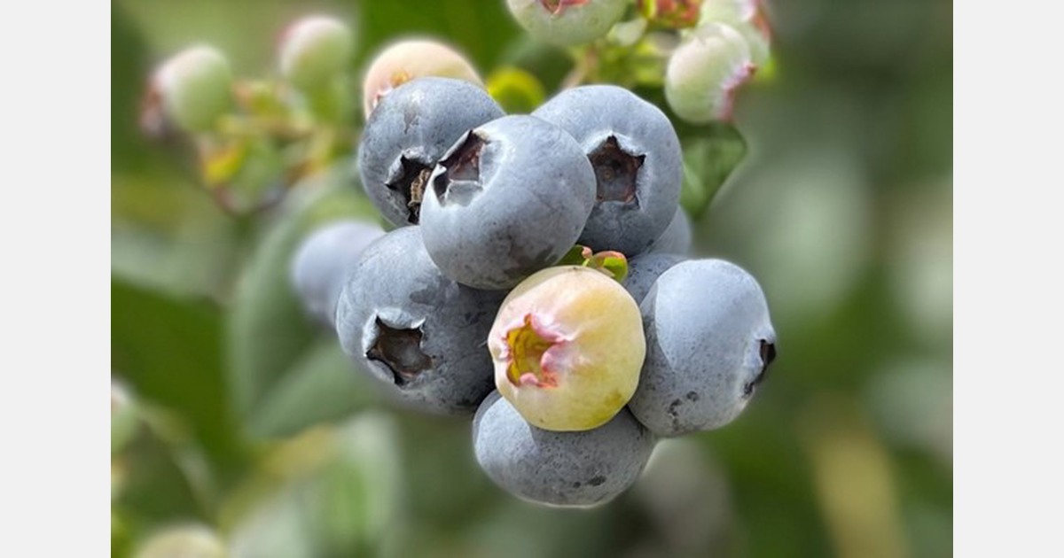 New blueberry variety a ‘Delight’