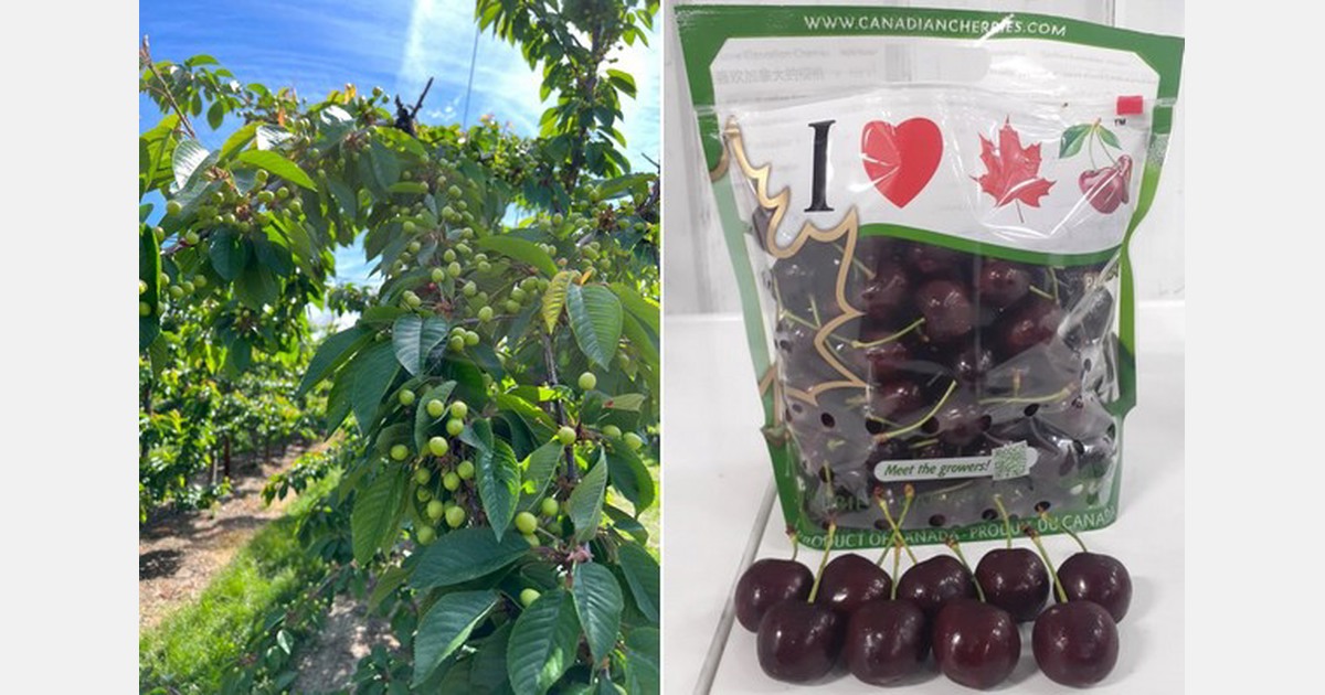 British Columbia cherries coming on later in 2022