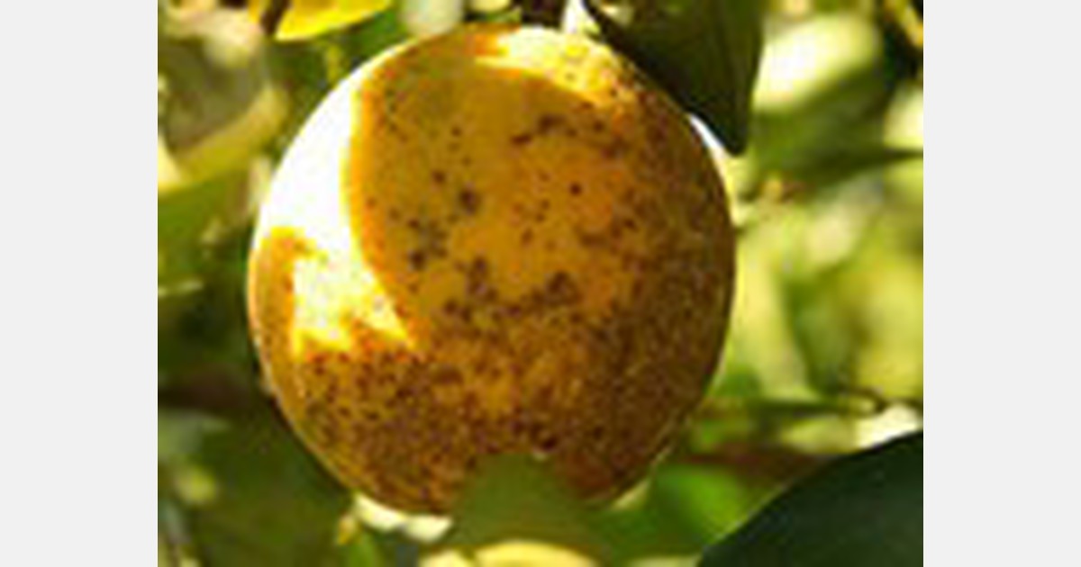 APHIS modifies conditions for interstate movement of citrus from areas ...
