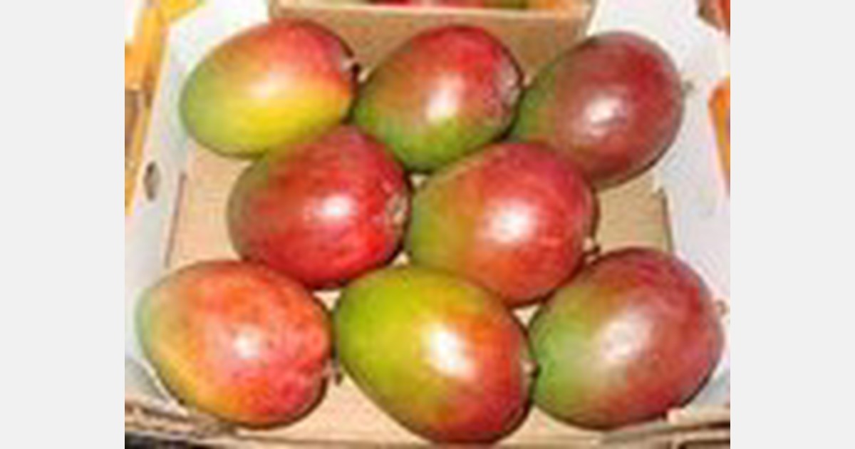 Senegal mango exports passed 19,000 ton-mark in 2021