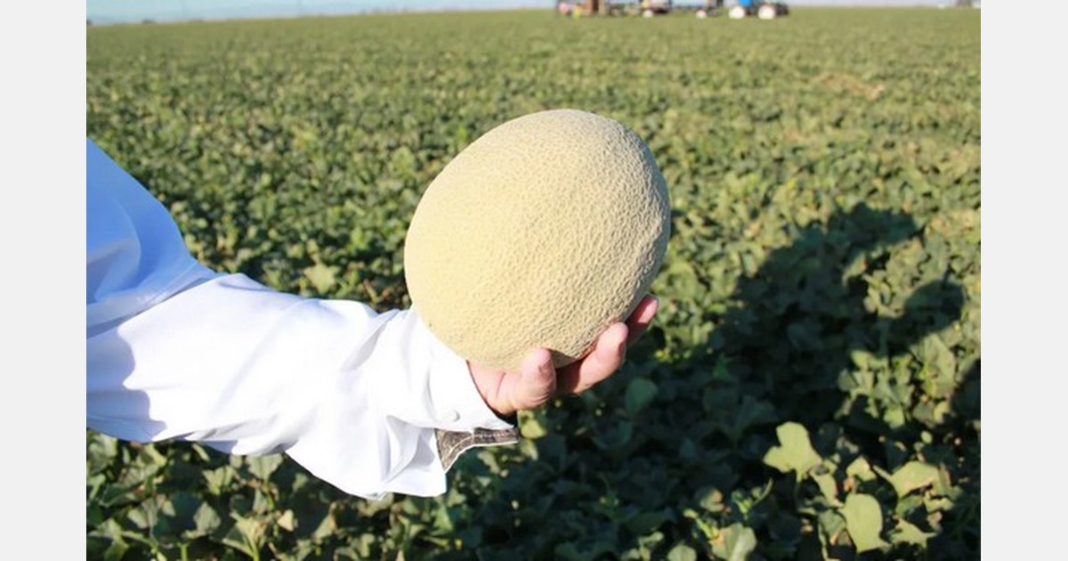Arizona sees peak cantaloupe and honeydew supplies