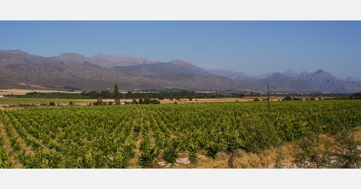 Western Cape citrus harvested “day and night” ahead of predicted winter ...