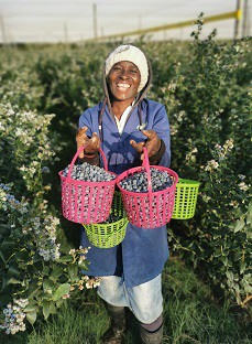 "The soil of Zimbabwe seems to be magical for blueberries”