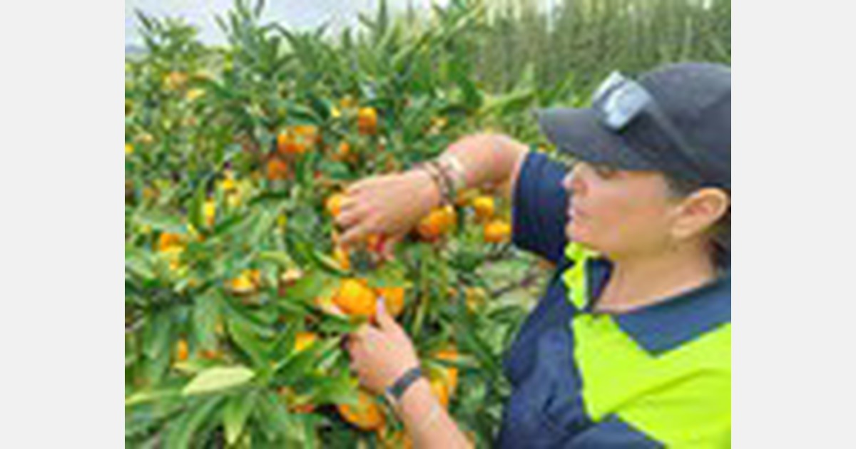 Great growing season has resulted in an early mandarin crop with high ...