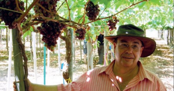 Israel’s ARO Breeding Program releases Pearls of table grapes