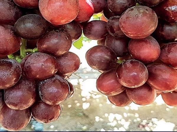 Israel’s ARO Breeding Program releases Pearls of table grapes