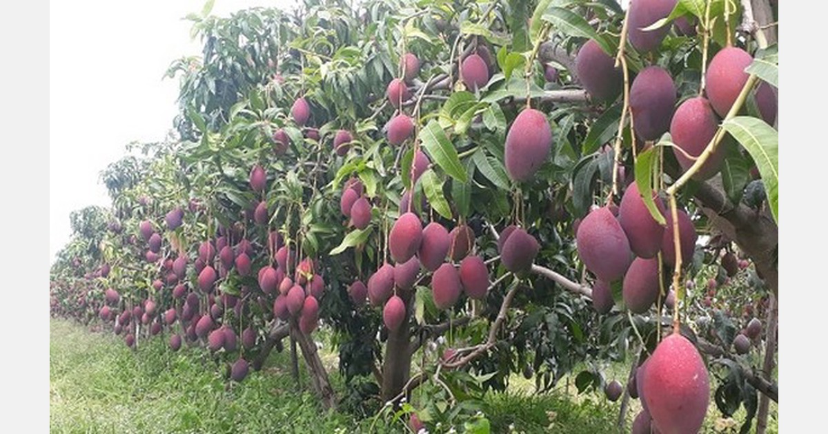 Brazil estimates 8% increase in mango export volumes