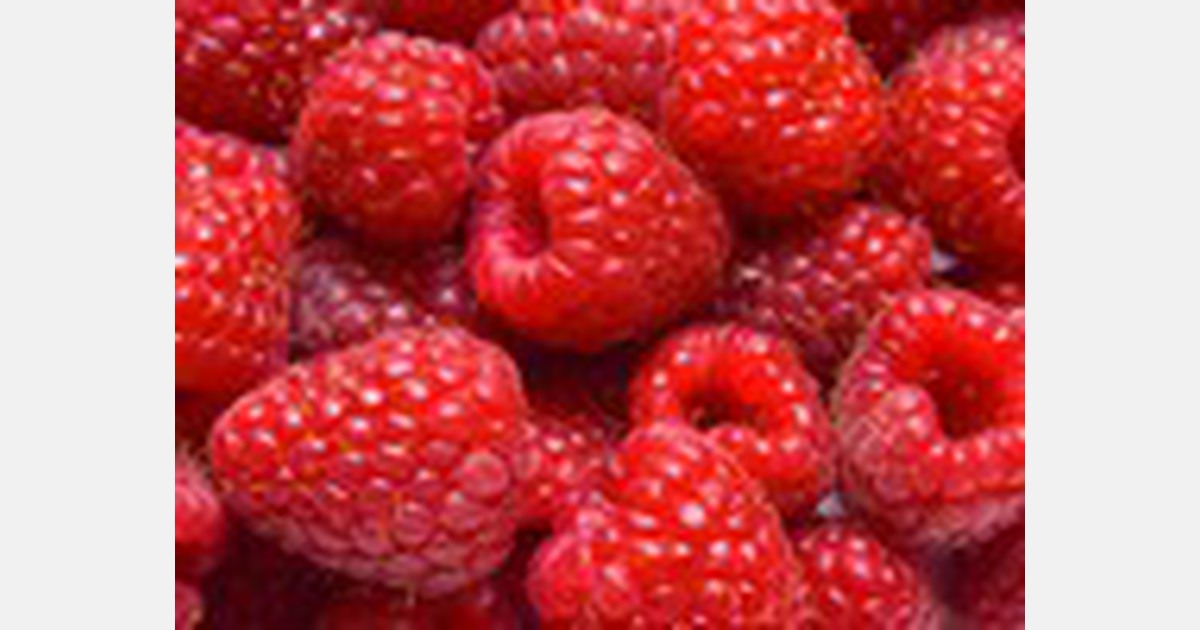 Raspberry season has started in Ukraine