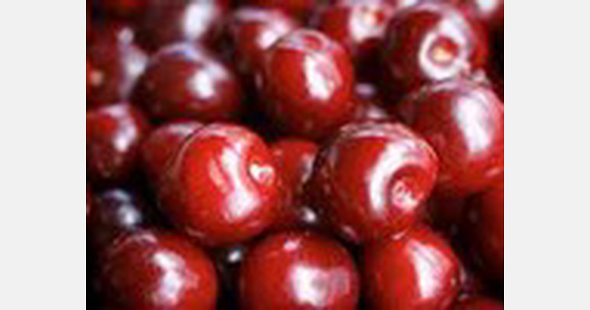 Picota cherry season starts with high-quality crop
