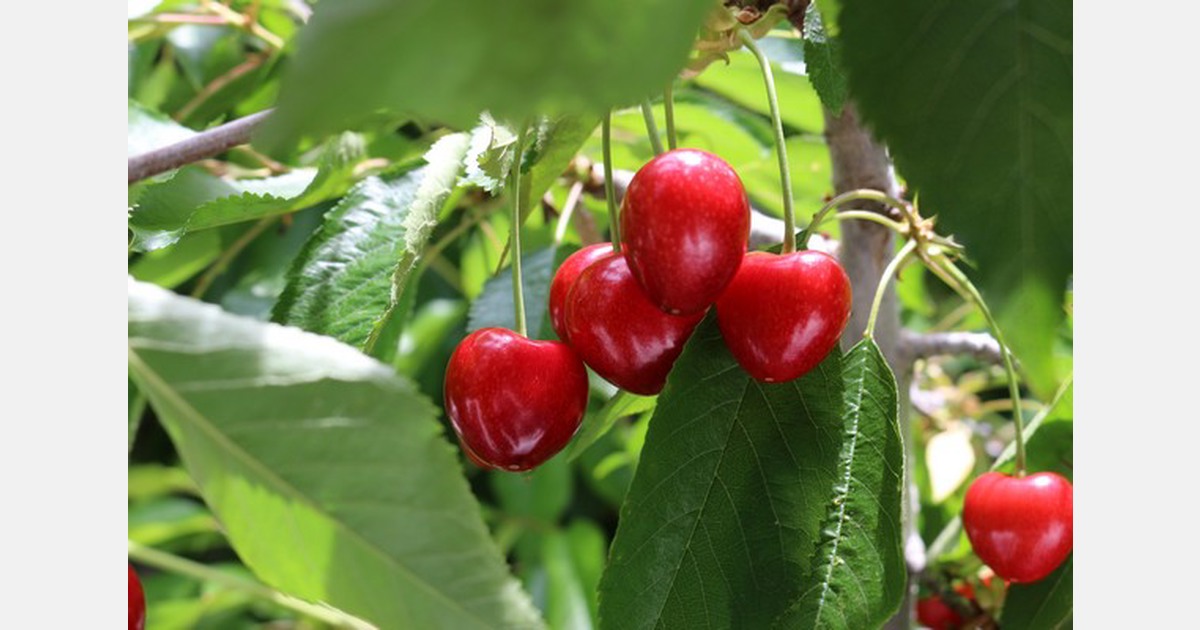 How climate change impacts the process of breeding new cherry varieties