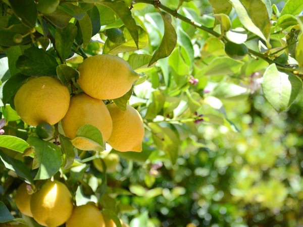 Larger US lemon crop this season