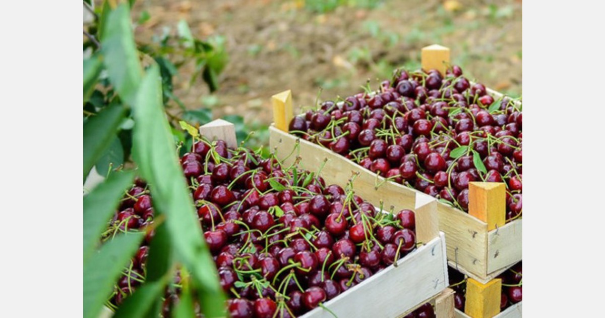 Picota cherry season off to a good start