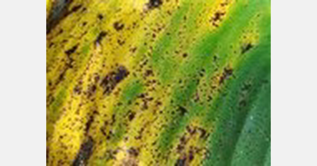 Northern Territory's banana freckle outbreak grows