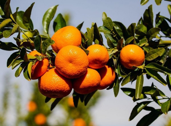 Less I and II class navels this season