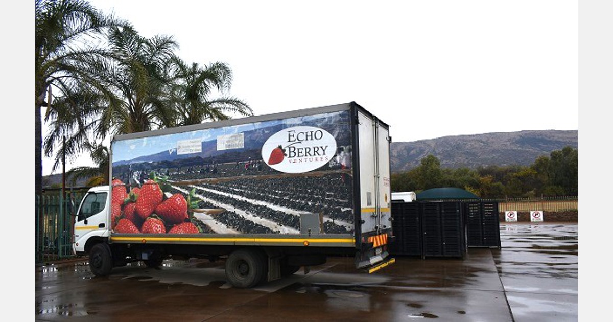 South African strawberry exports ramp up