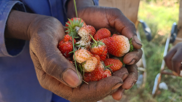 Schoeman Boerdery extends a hand to a hundred rural communities