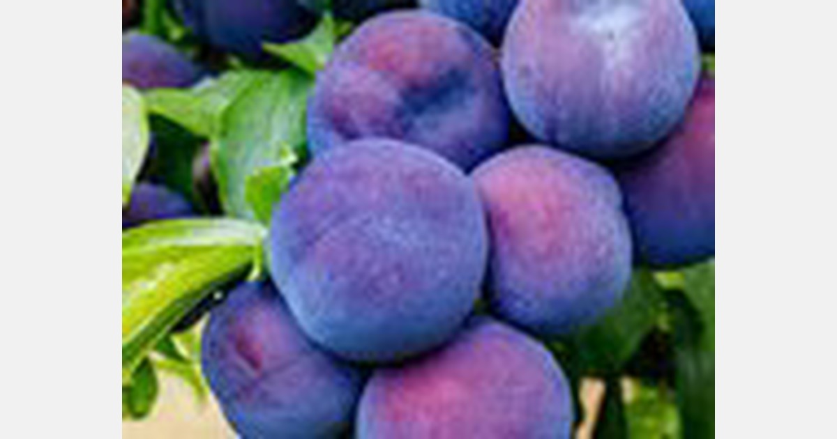 Record plum exports from Uzbekistan