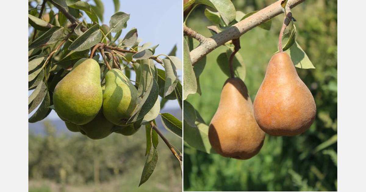 Pacific Northwest organic pear crop looks promising