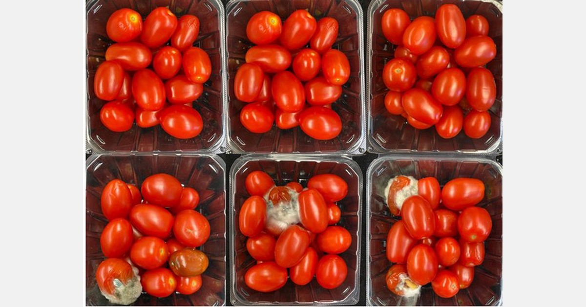 University research shows ag-tech related tomato shelf life results
