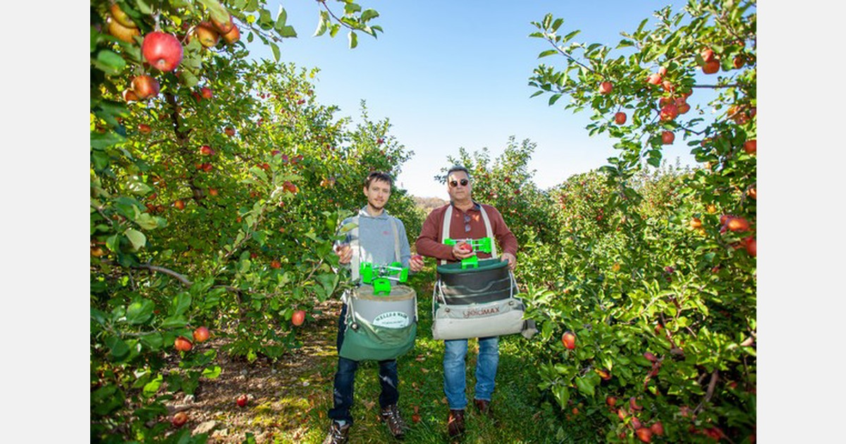 New tool reduces stem punctures and secondary storage losses in apples