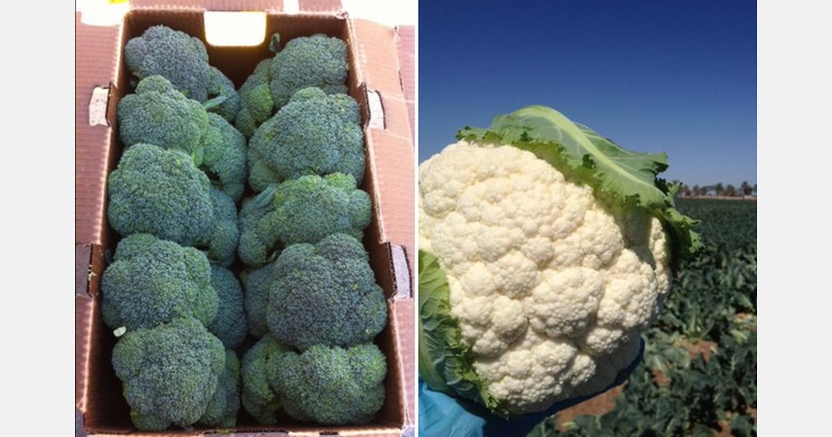 Low prices lead to unharvested acreage of California broccoli and ...