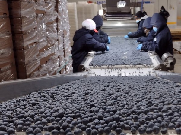 Shift to imported blueberries from domestic production underway