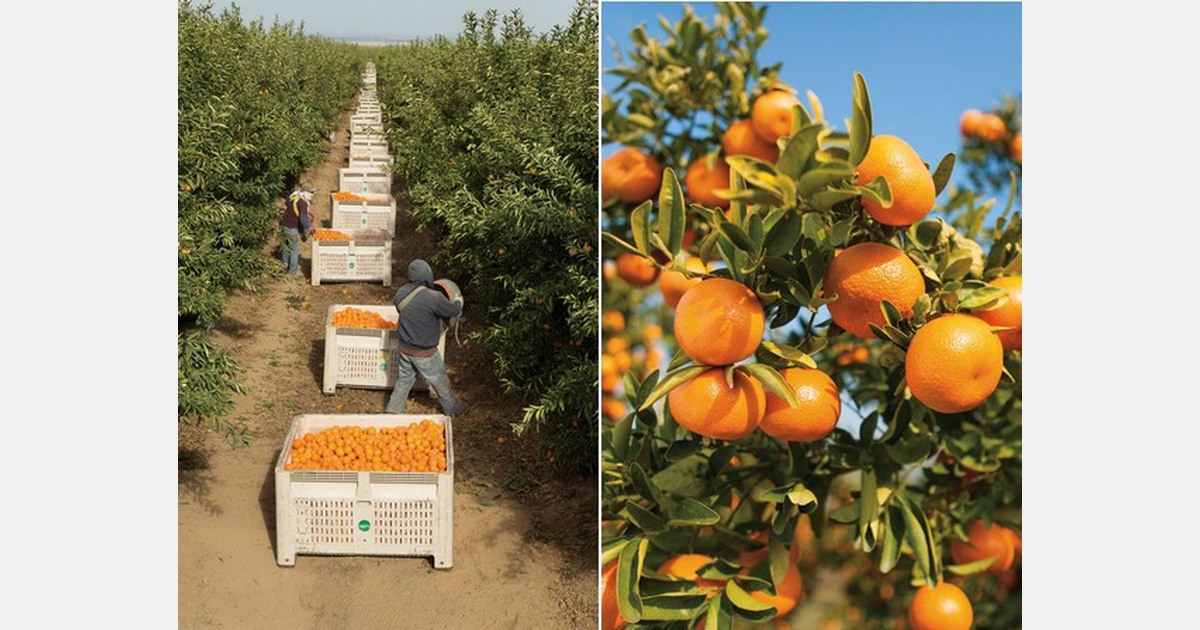 Strong supplies of imported summer citrus expected until domestic ...