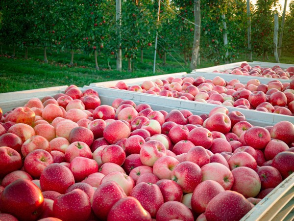 Sweetango apple crop starts shipping post-labor day